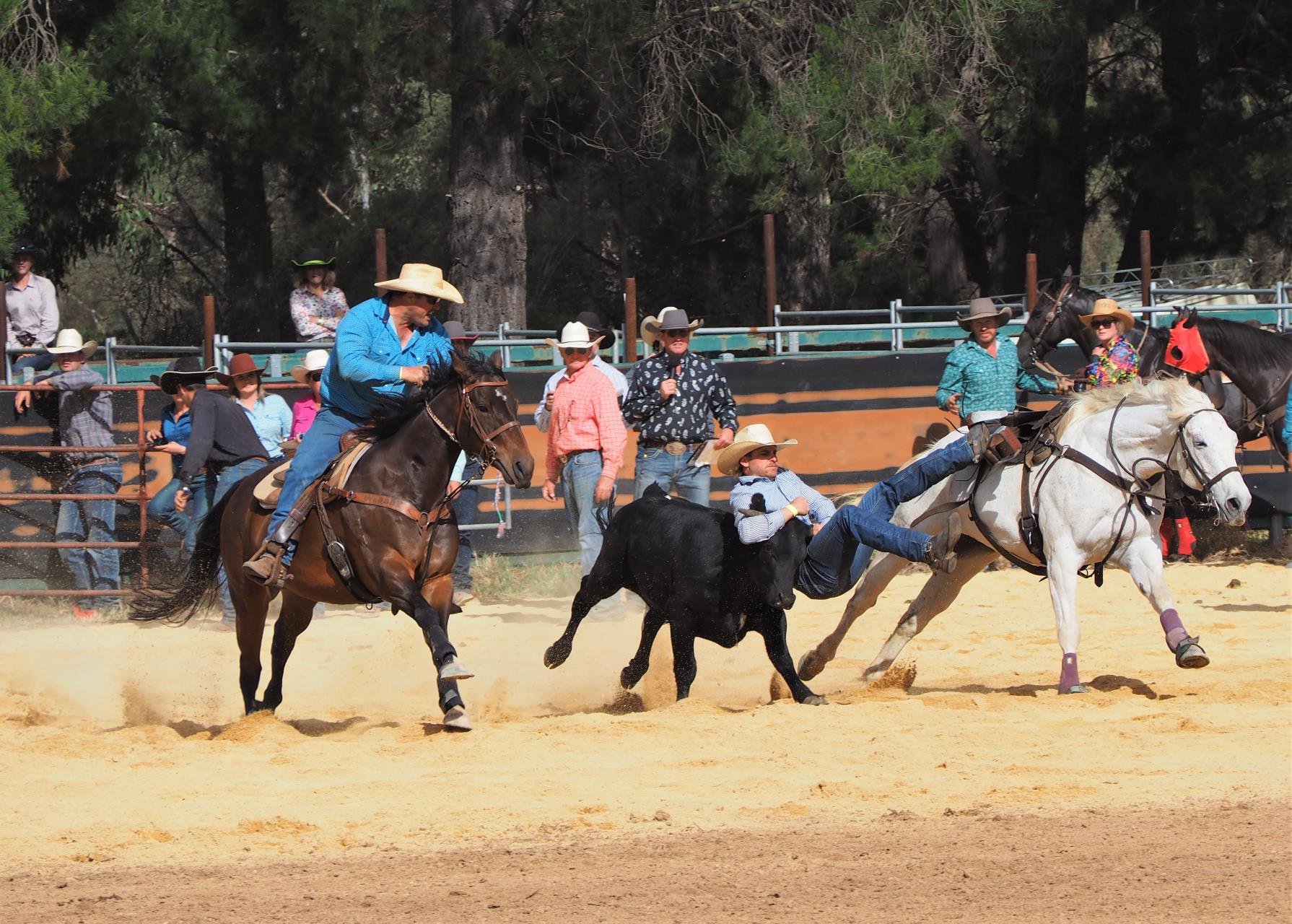 Latest News » Shire of Boddington